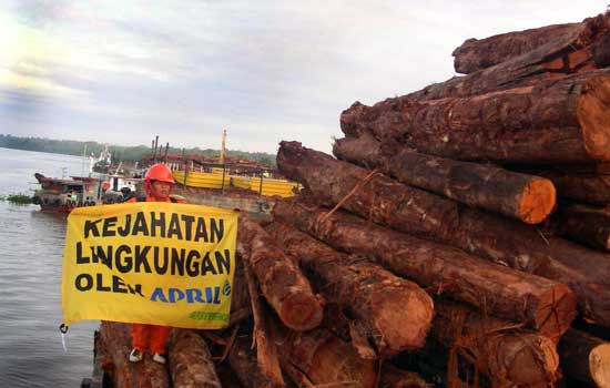 Daftar Pemasok Kayu Alam PT RAPP